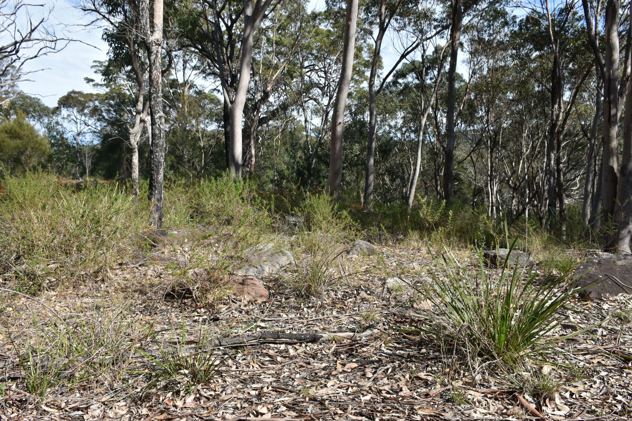 Sydney's Scrub – From Bush To Box